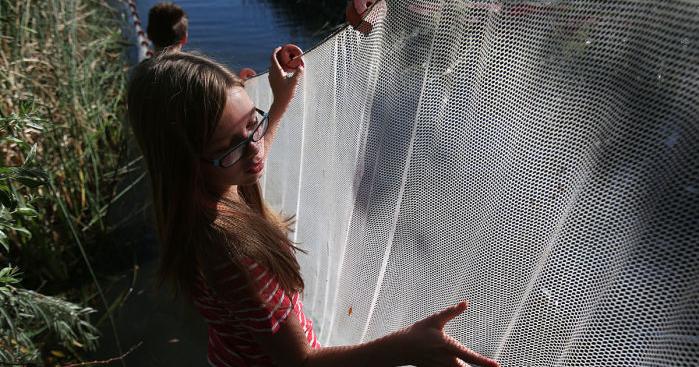 Gallery: Baby Bluegill Get Larvae Lunch