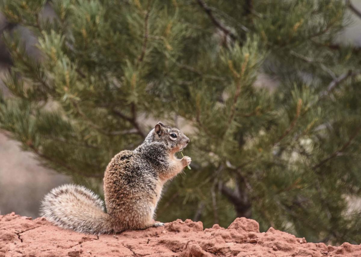 Thomas: The busy lives of ground squirrels