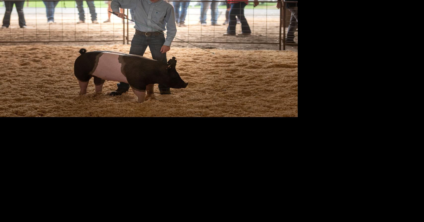 PHOTOS: Swine showmanship shines through at Gooding County Fair