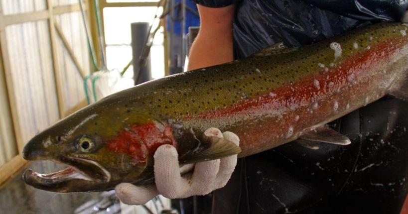Hatchery Recaptures Build Steelhead Fishing Season