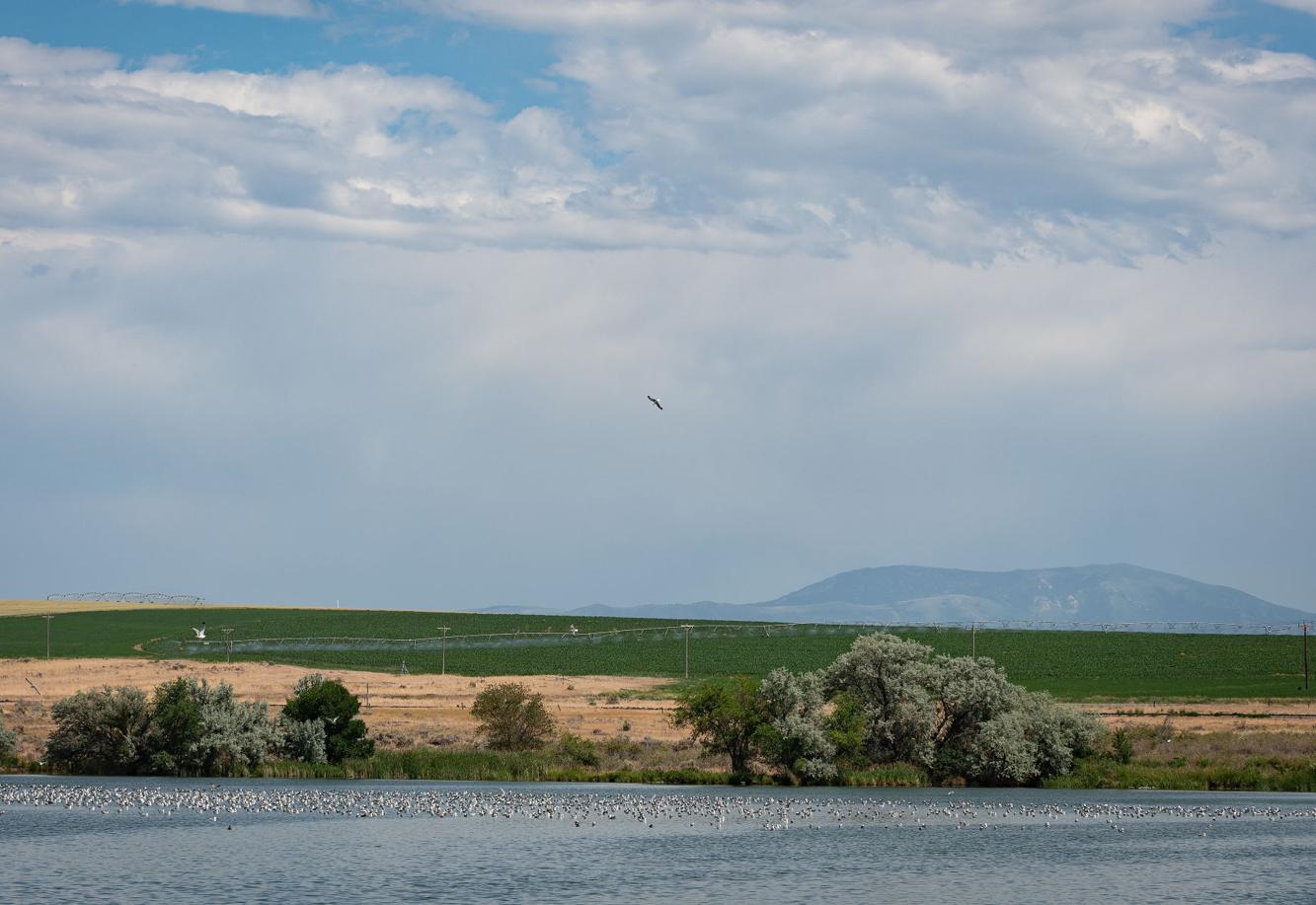 PHOTOS: Milner Dam over the years