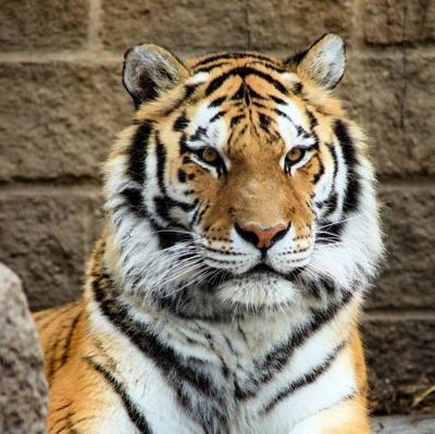 Meet Diana: Zoo Boise’s 7-year-old Amur tiger made her debut this week