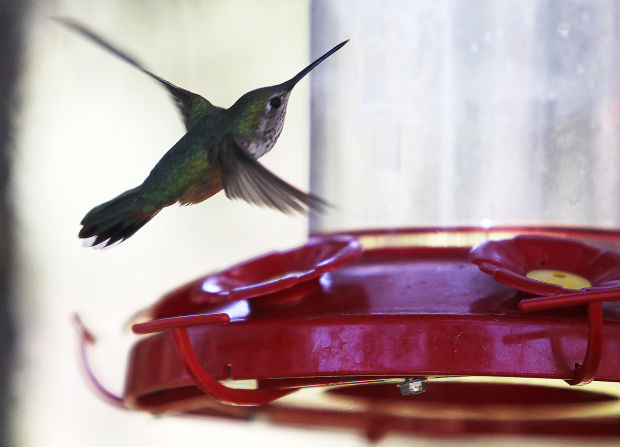 Visit a Hummingbird Sanctuary in the South Hills