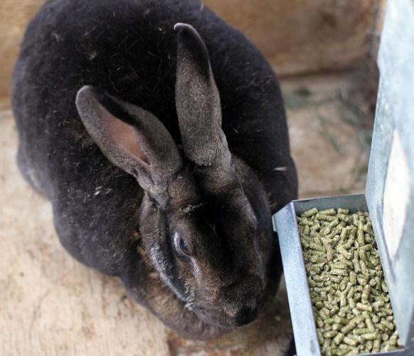 Area Urban Homesteaders Grow Their Own Rabbit Meat