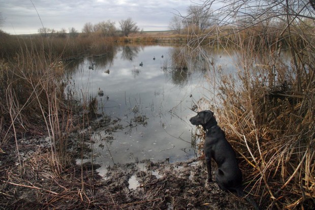 Teaching Young Hunters the Joys of a Duck Blind