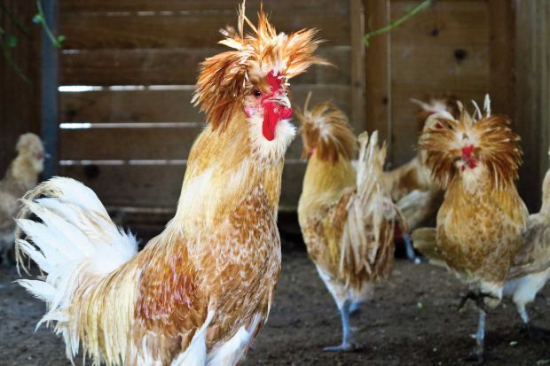 Chickens Ruffle Feathers in Burley