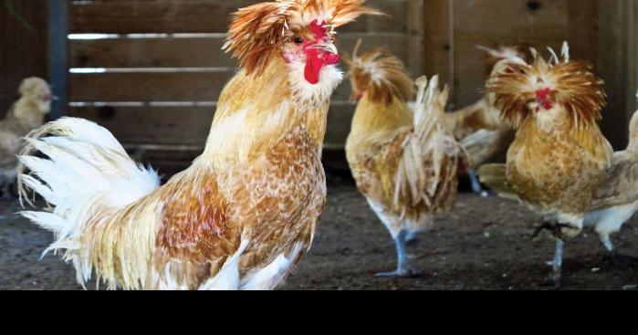 Chickens Ruffle Feathers in Burley