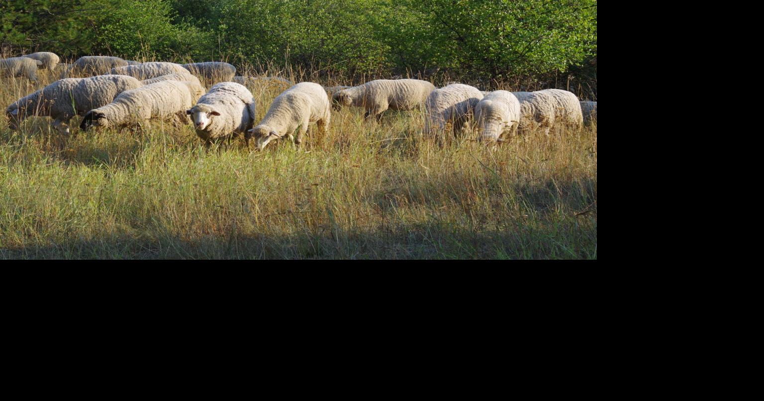 Emmett sheep rancher John Peterson stays upbeat in face of major ...