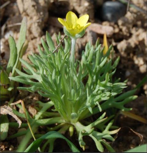 'Obnoxious for sure,' bur buttercup takes over Twin Falls properties
