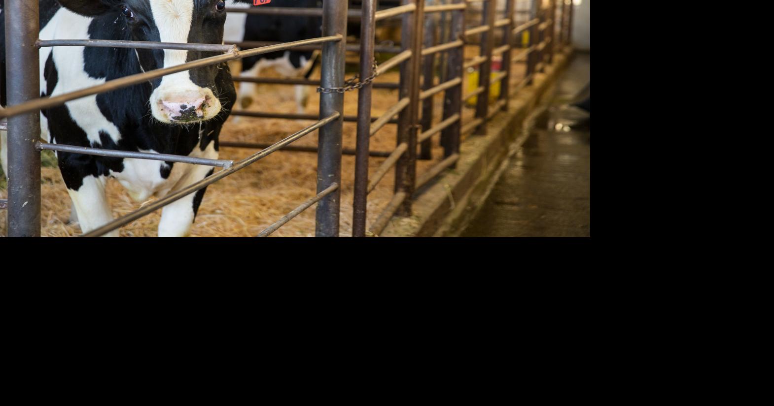 PHOTOS: Inside Magic Valley milk