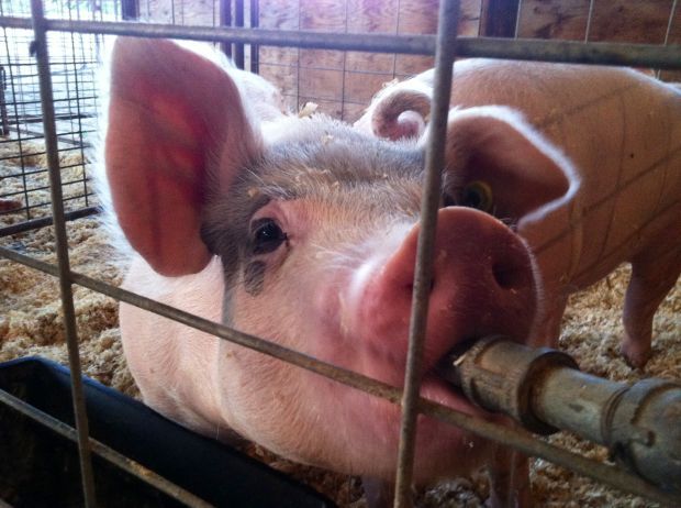 Gallery: Out and About at the Gooding County Fair | Southern Idaho ...