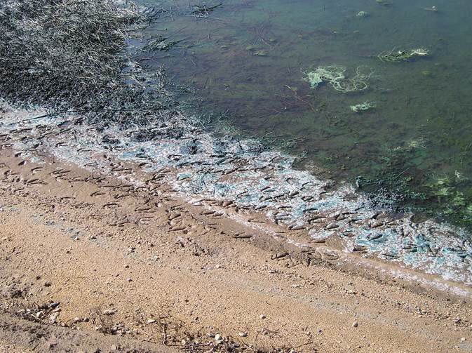 Health advisory lifted at Magic Reservoir, toxins may return