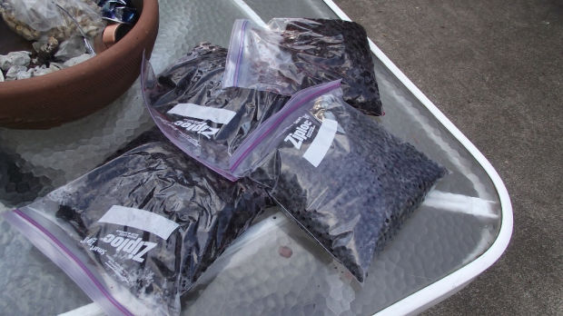 BLOG: On the Hunt for the Elusive Huckleberry