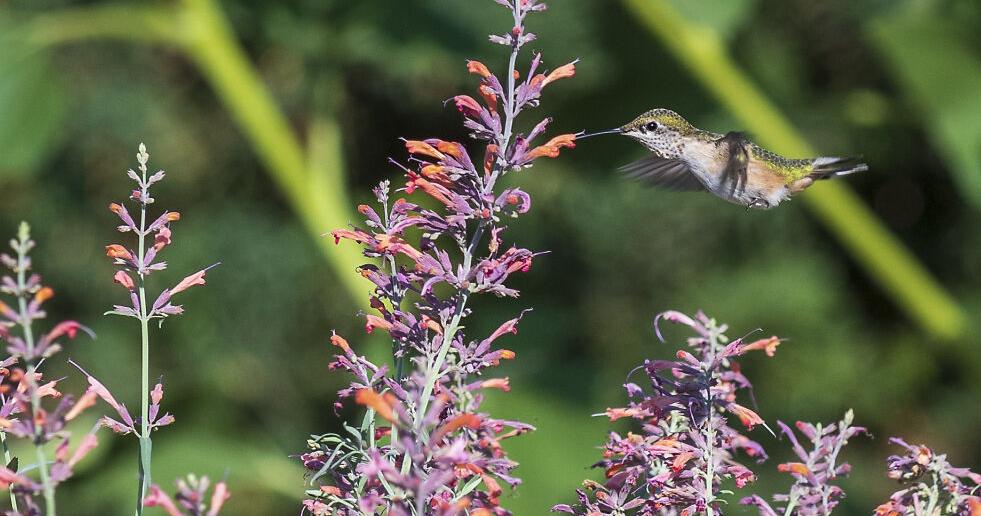 Plant lovers swoop up deals at Orton Botanical Garden