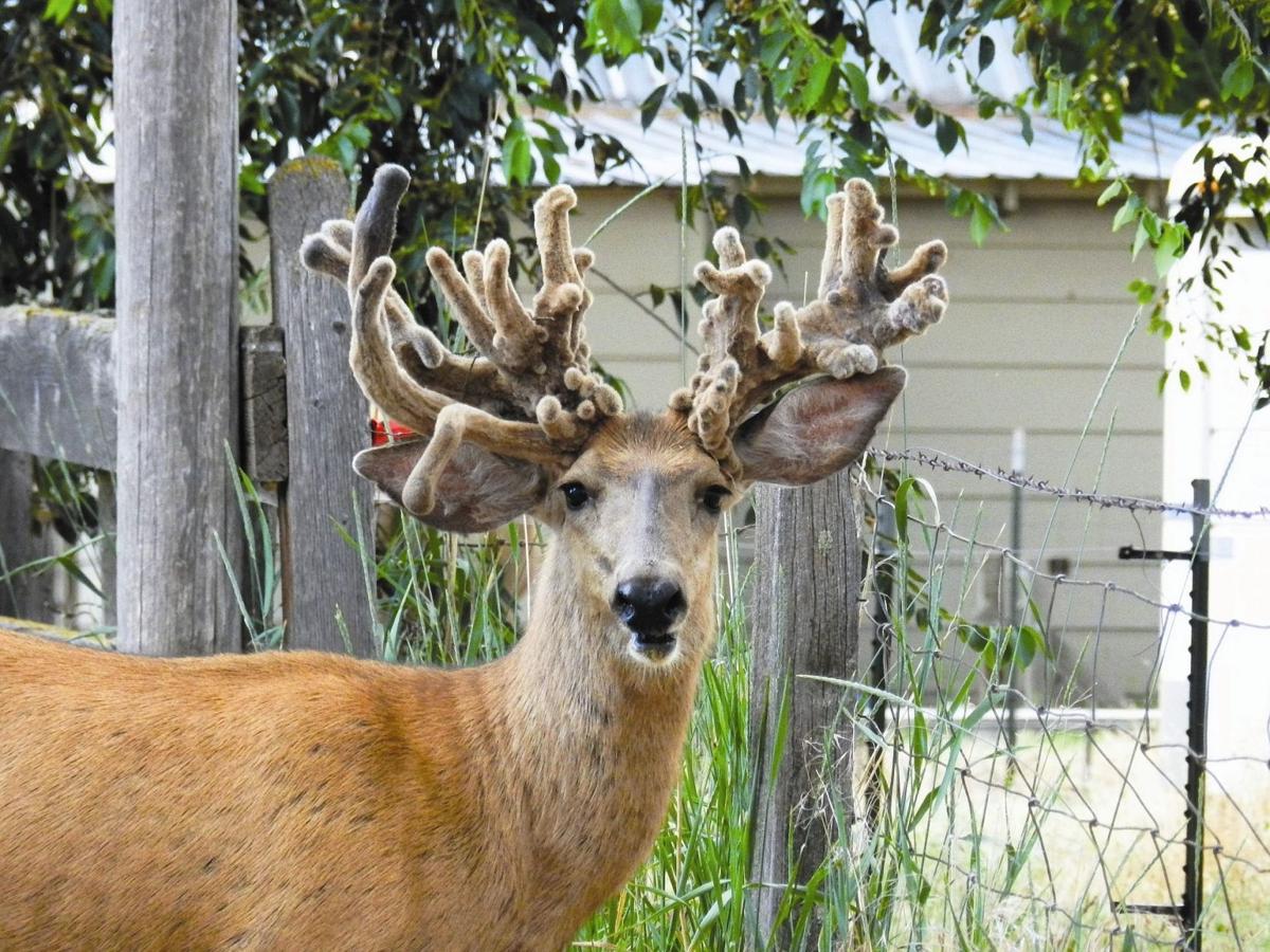 Celebrated Mule Deer Buck with Wacky Rack Dies