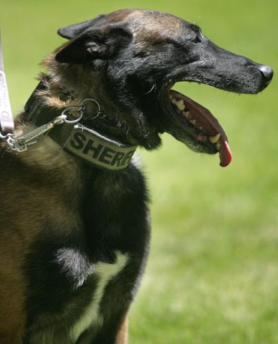 BLOG: Cool Cop Dog Tricks
