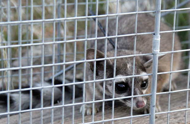 BLOG: Why They Call the Ringtail Eva