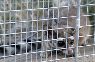 BLOG: Why They Call the Ringtail Eva