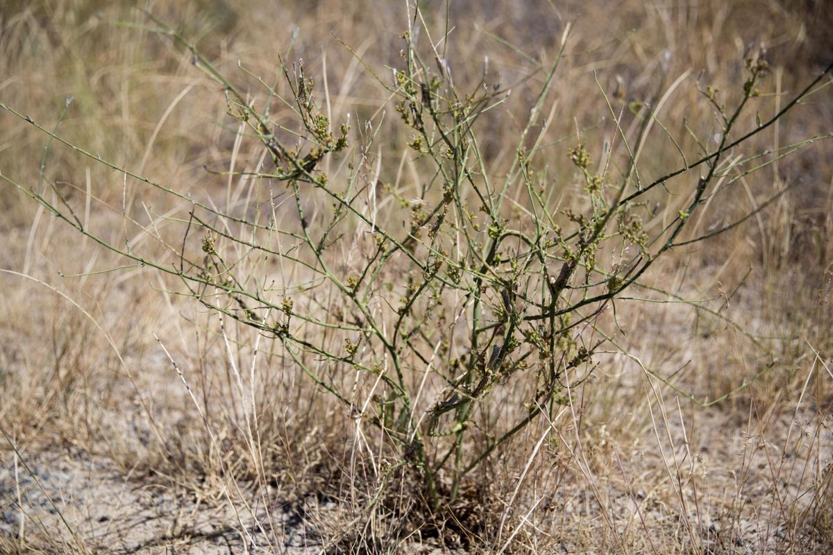 Rush skeletonweed infests Magic Valley | Southern Idaho Agriculture ...