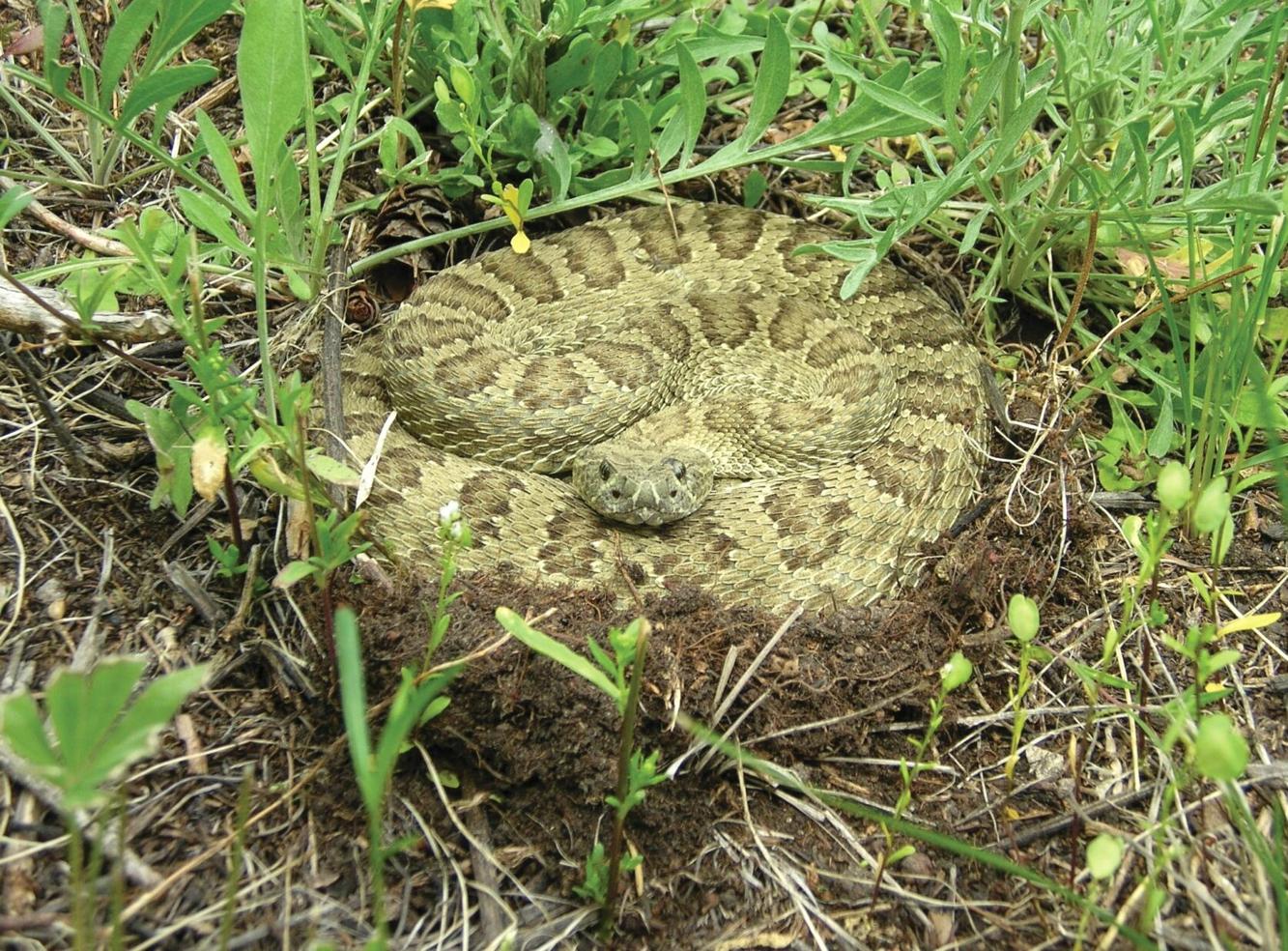 Southern Idaho children bit by rattlesnakes; caution urged