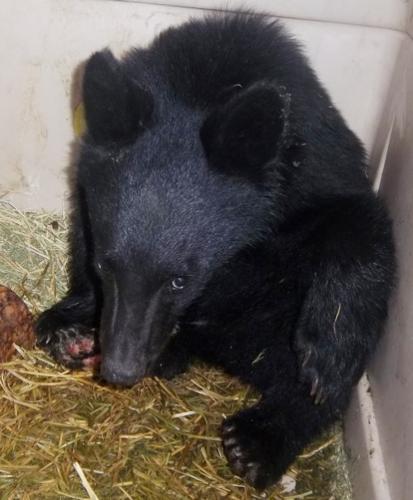Bear cub burned in Idaho fire returned to wild