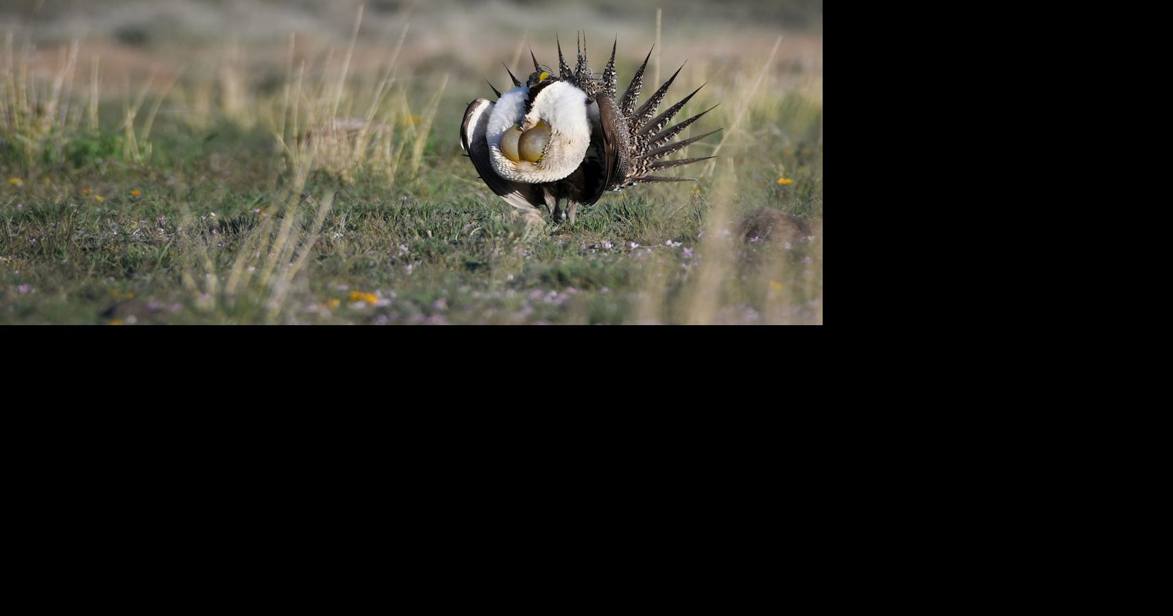 Homeless? Badger Fire one of hundreds of burns eating up sage grouse ...