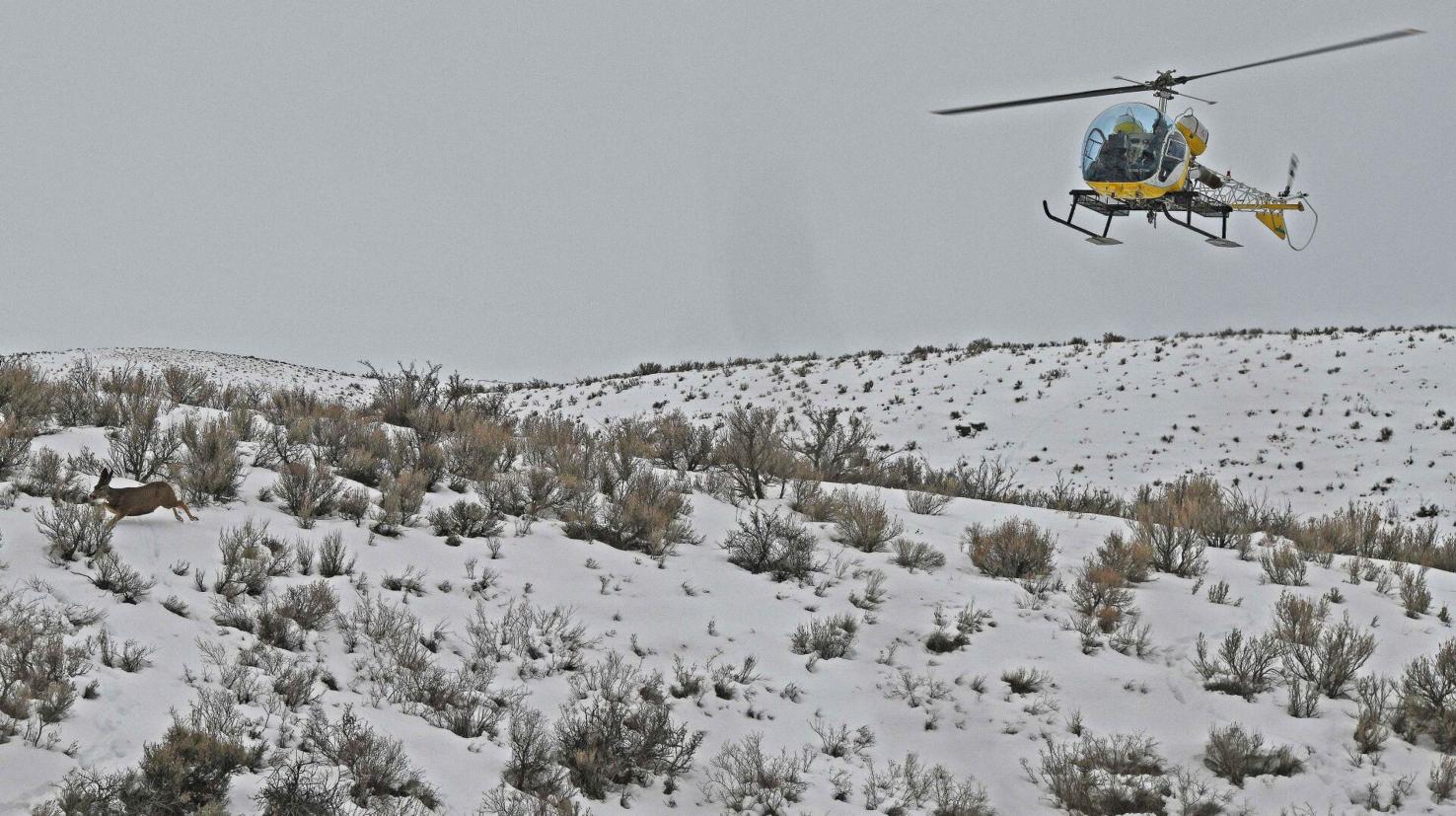 Low-flying helicopters part of Magic Valley big game survey
