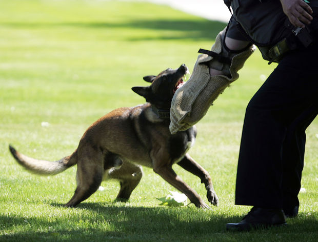 BLOG: Cool Cop Dog Tricks