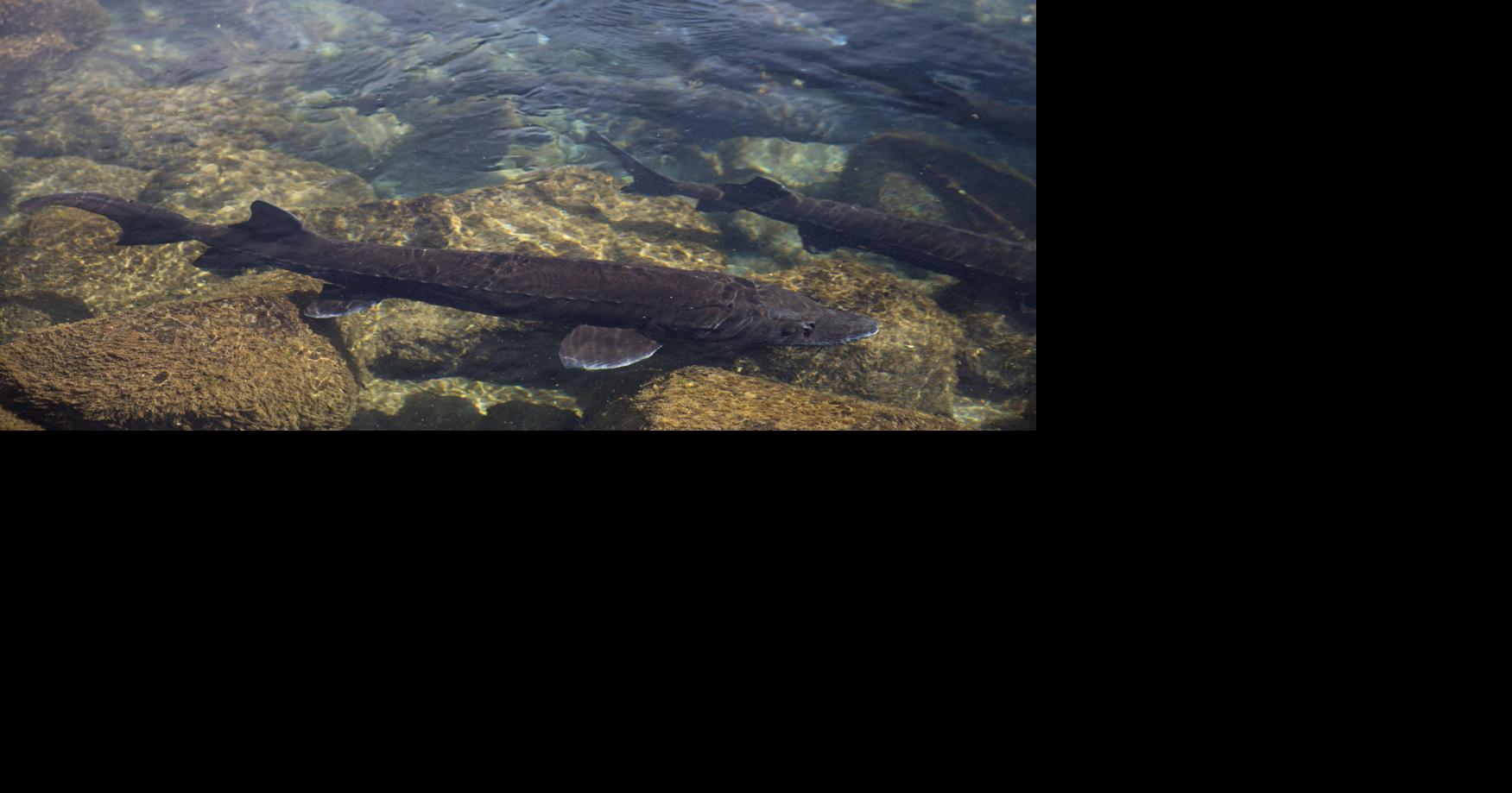 Man catches monster sturgeon (again)