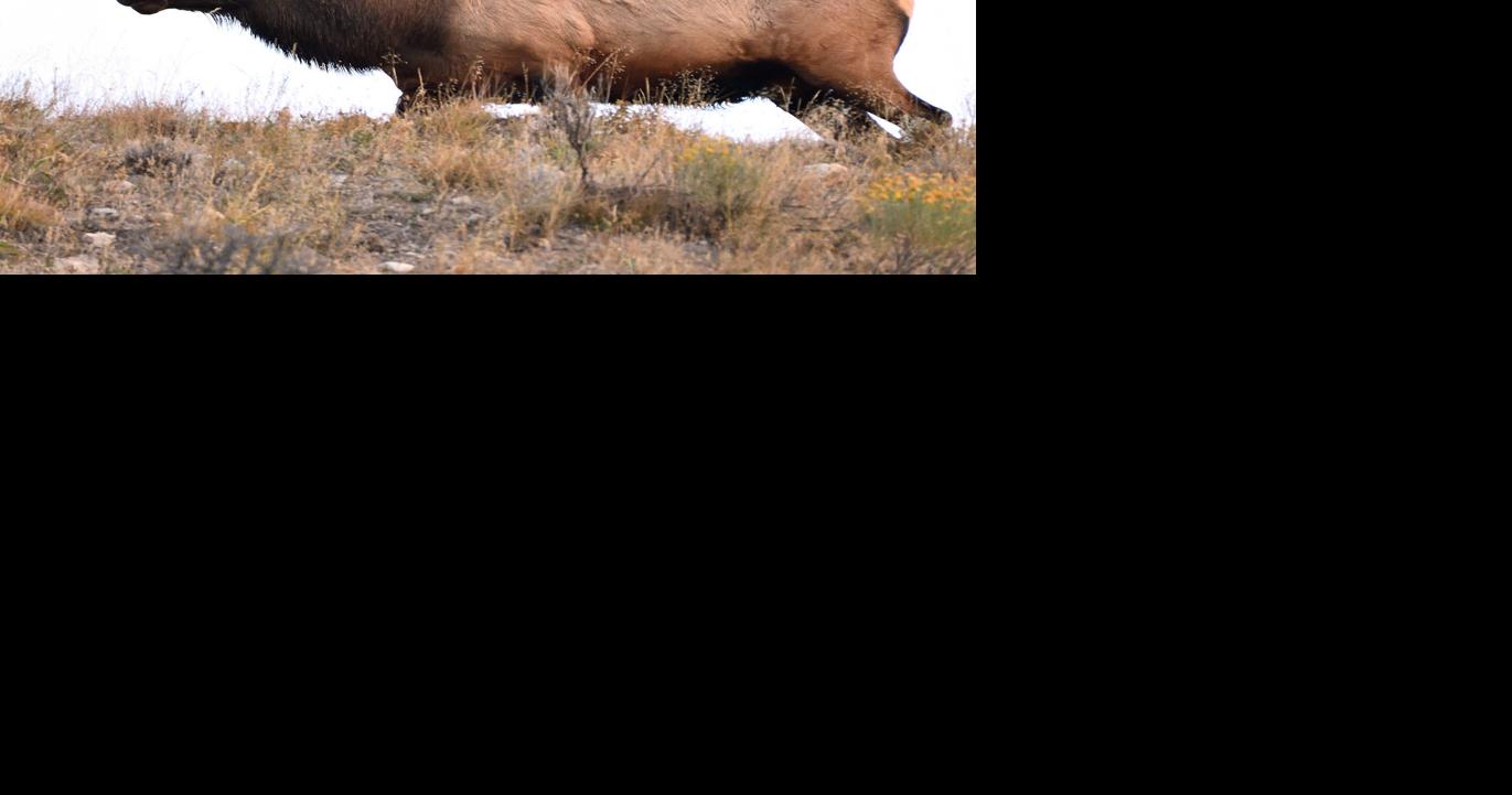 Idaho Fish & Game looks for information on poached elk