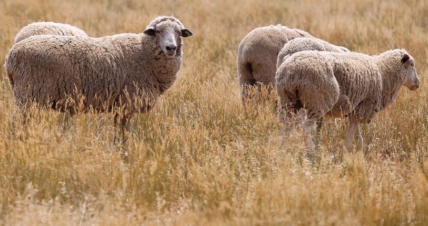 Gallery: Lava Lake Lamb