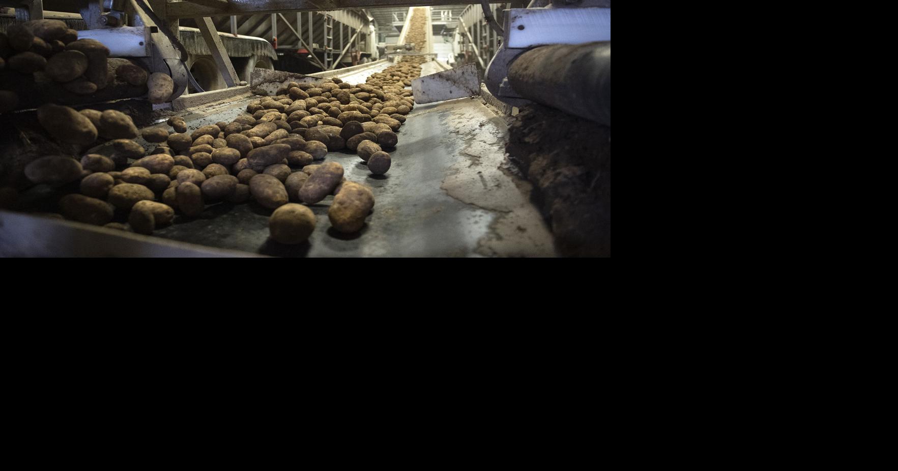 Idaho spud industry did well last year despite pandemic