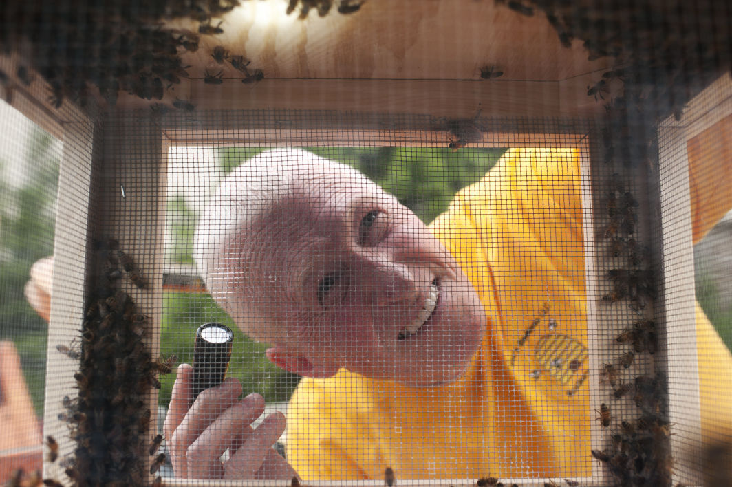 Thanks to Beekeepers, US Honeybee Colonies Hit 20-year High