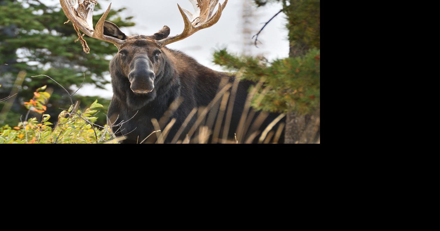 Decapitated moose found; Fish Game looks for poacher