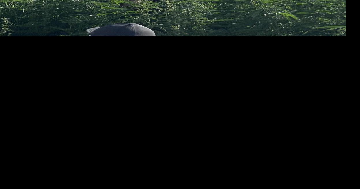 Magic Valley hemp growers reflect on 1st season