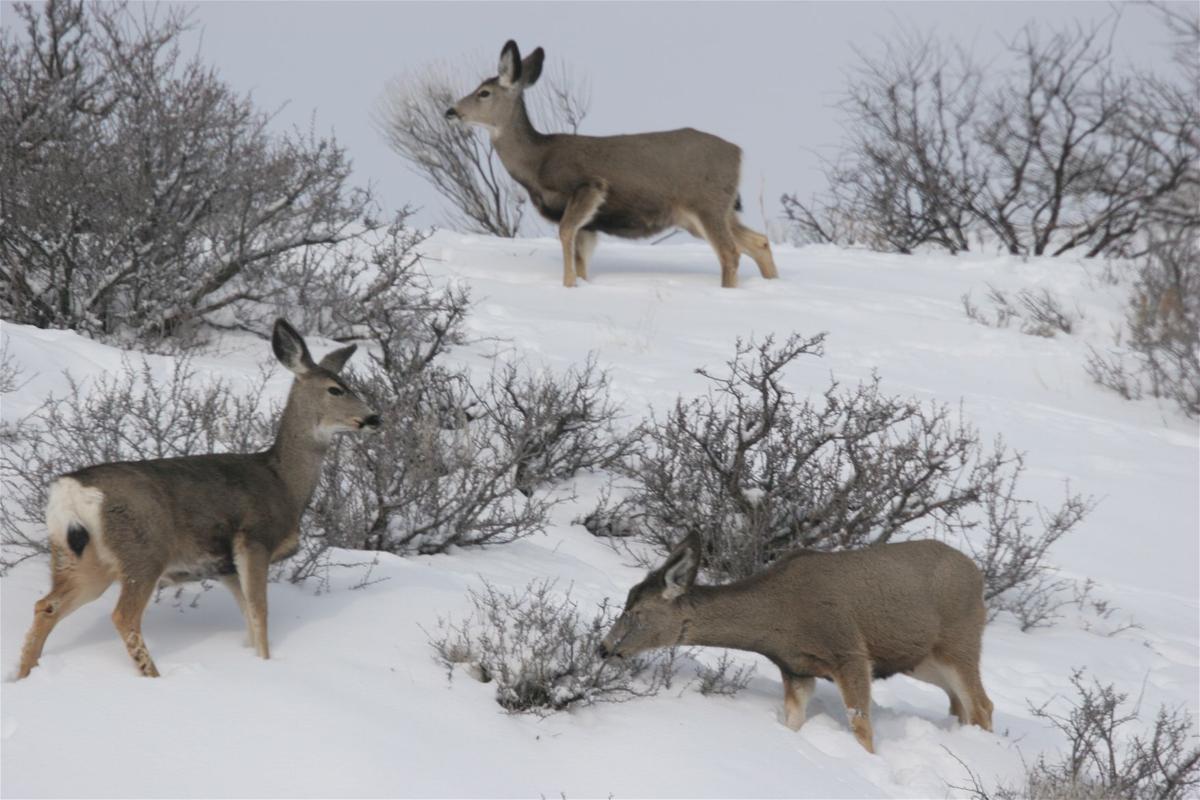 Phillips: Winter Tests Big Game Animals, but They've Adapted