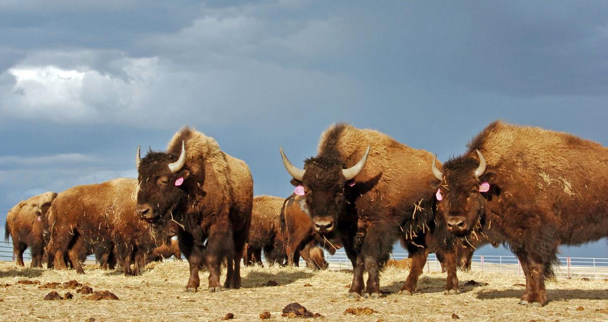 Bison Hunt in Jackson Hole Sets Record