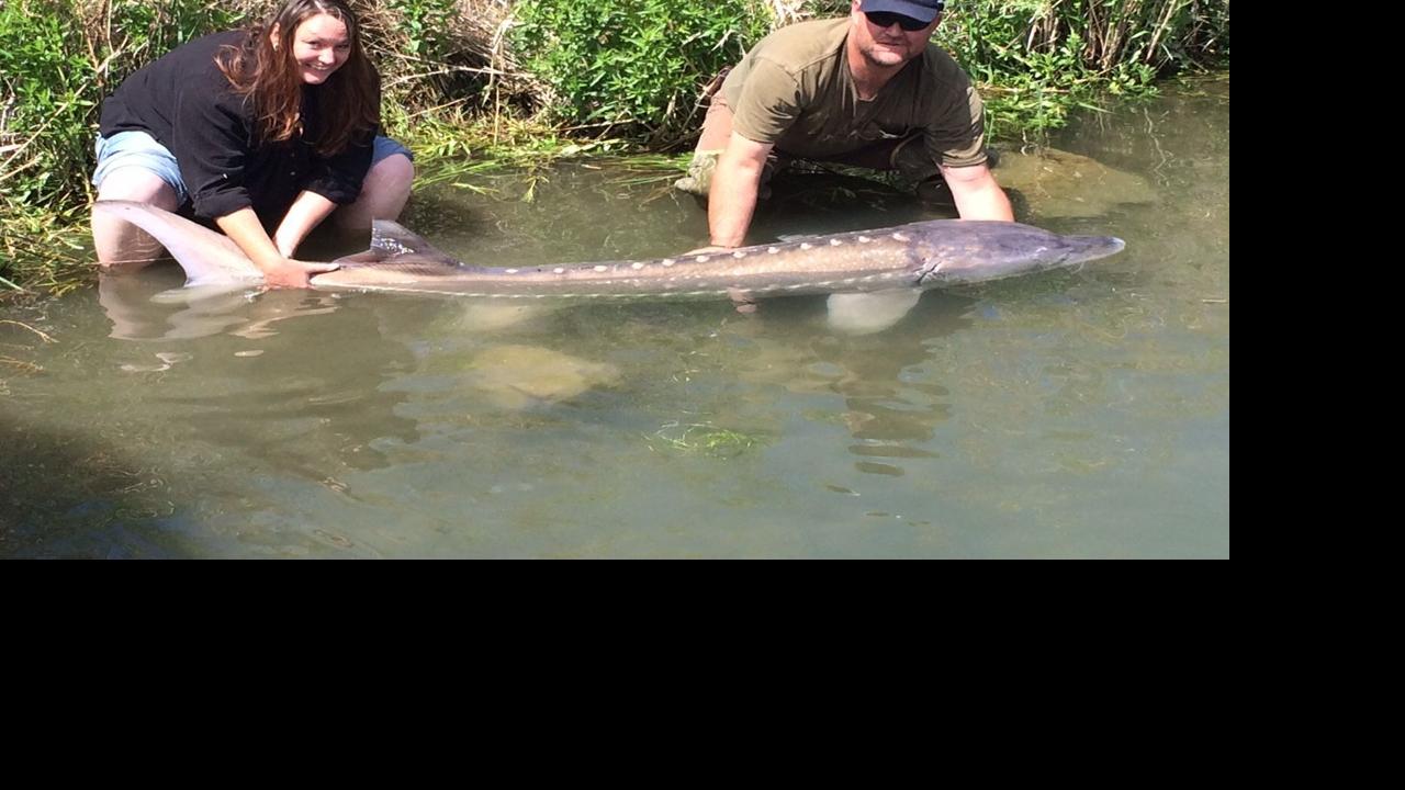 Officials Worried by Mysterious Deaths of Sturgeon | Local ...