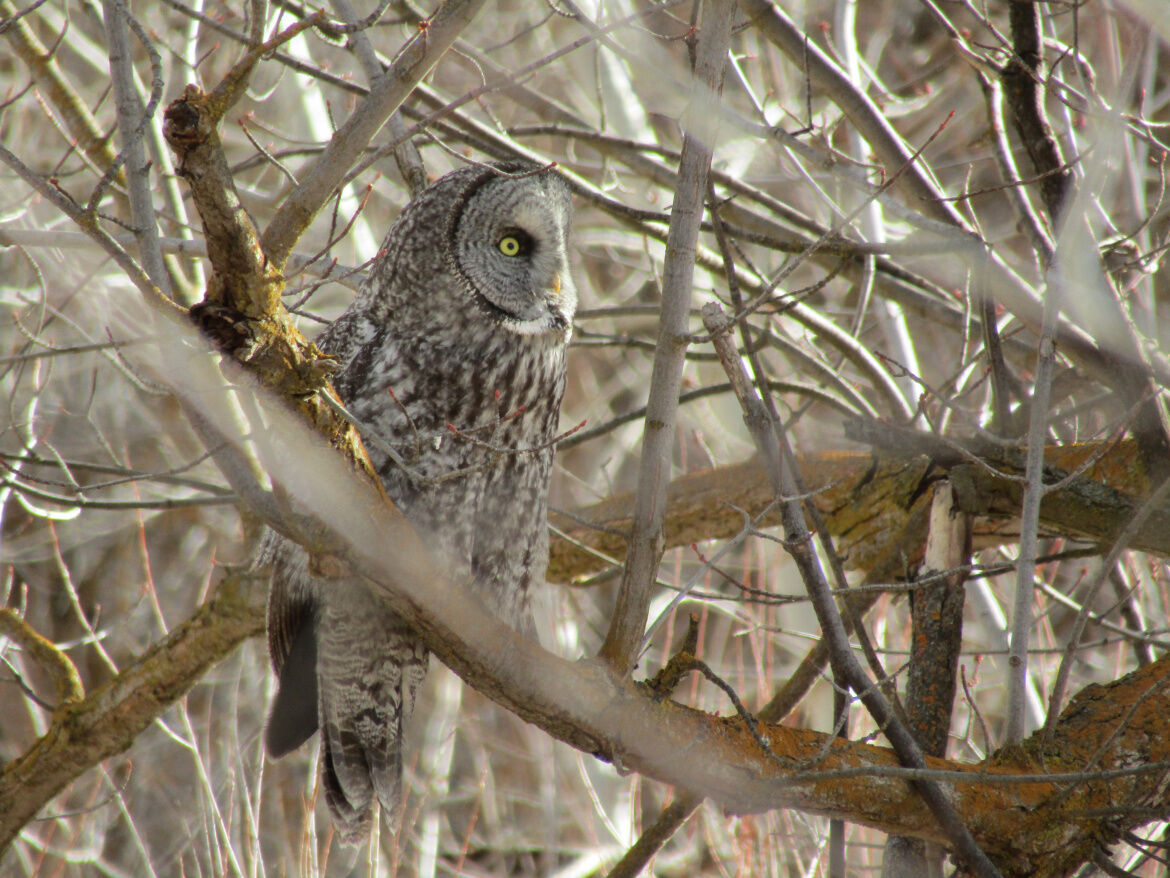 Be respectful of birds and their habitats while observing or ...