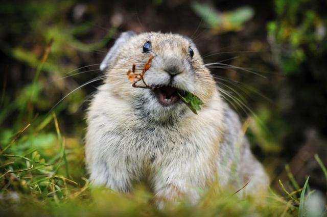 Pika Faces Extinction in Craters of the Moon