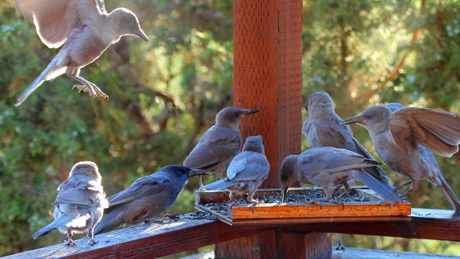 Pinyon jay keeps nest locations top secret