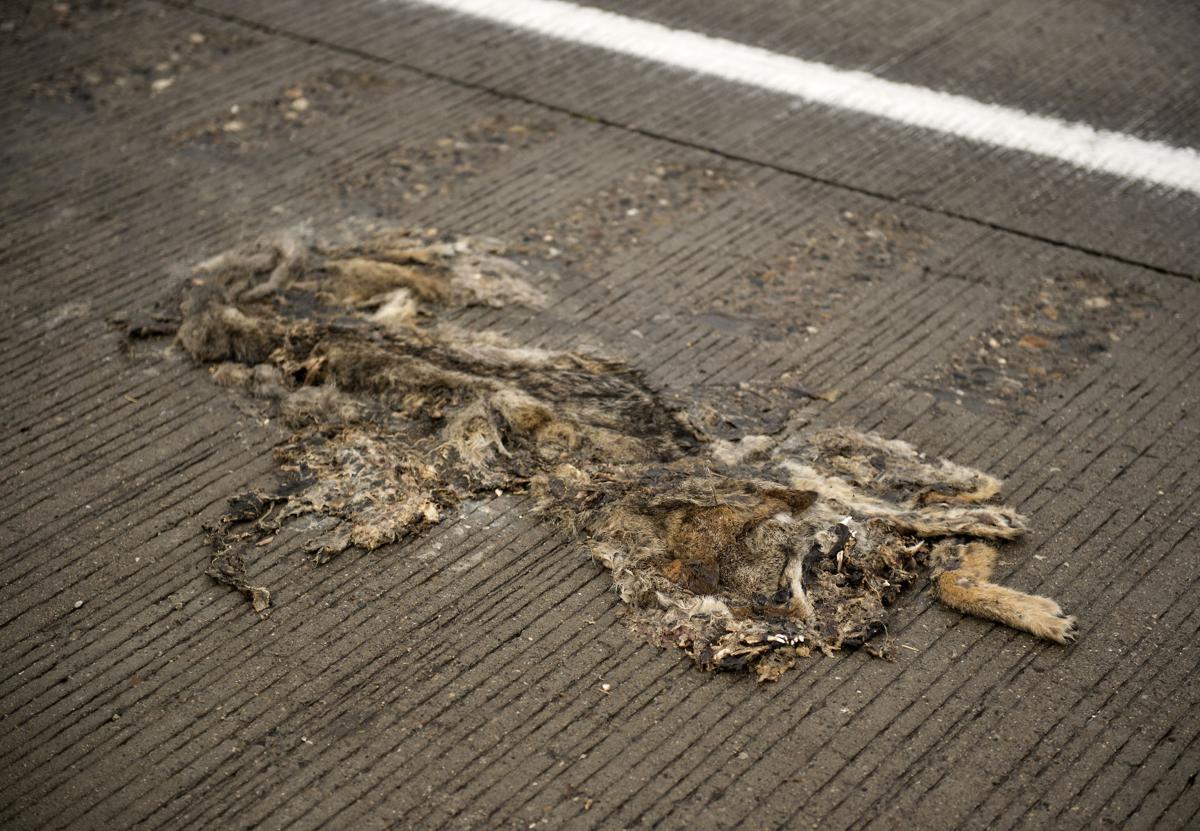 Roadkill patrol cleans up crushed coyote, bloated raccoon | Local ...