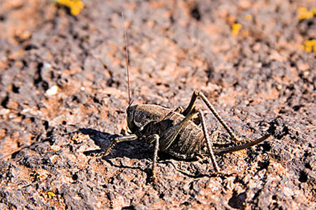 Mormon Crickets Descend on Oneida County