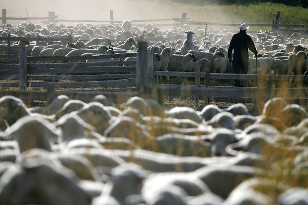 Sheep ranchers come together in autumn ritual