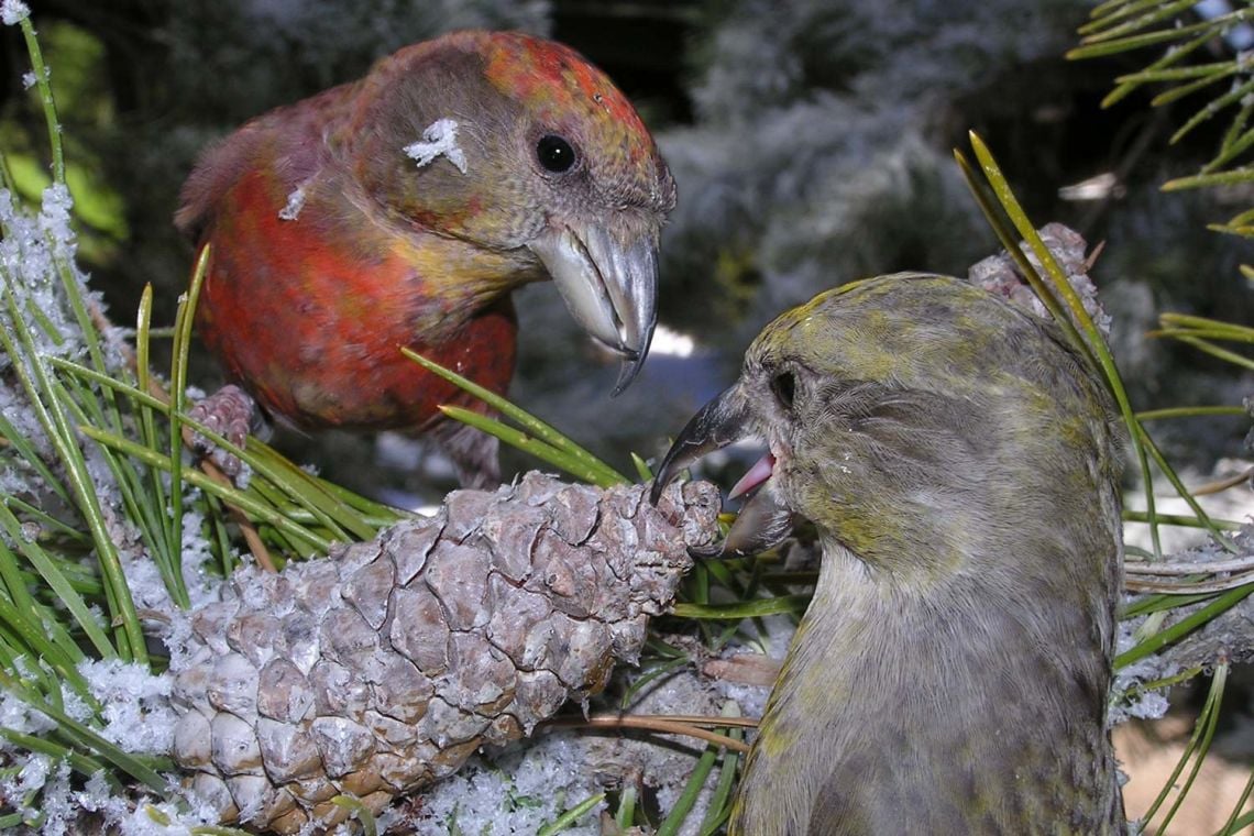 Audubon Society offers Cassia Crossbill presentation | Outdoors and ...