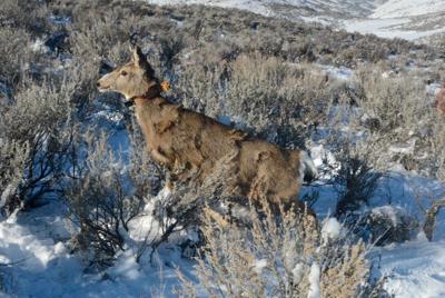 Phillips: Radio Collars Are Vital Tool for Game Management