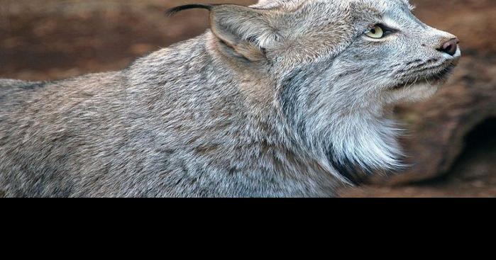UPDATE: Incidental Lynx Trapping in Idaho Could Be Targeted in Lawsuit
