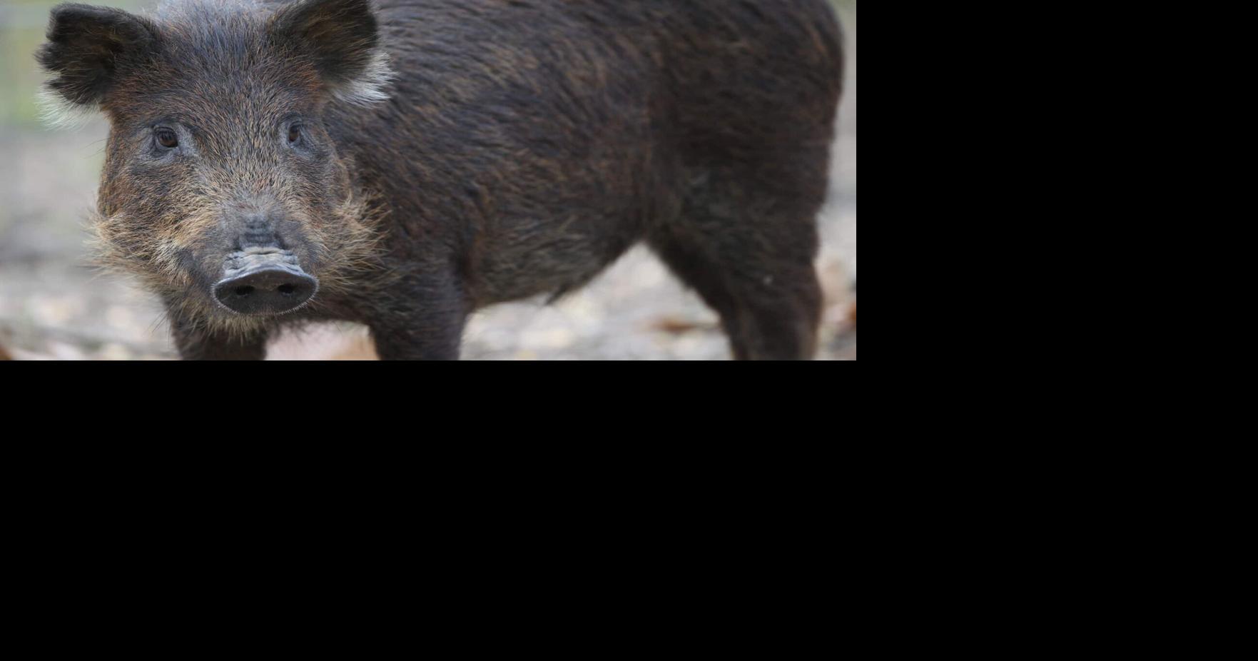 AGFC announces temporary WMA closures for feral hog control measures ...
