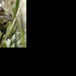 Bullfrog season open through December 31 | Outdoors | magnoliareporter.com