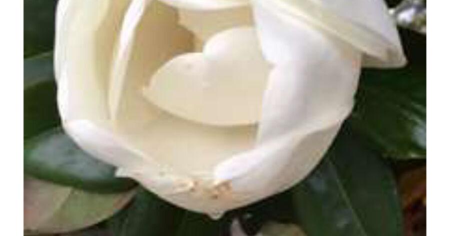 Luther Ray Johnson | Obituaries | magnoliareporter.com